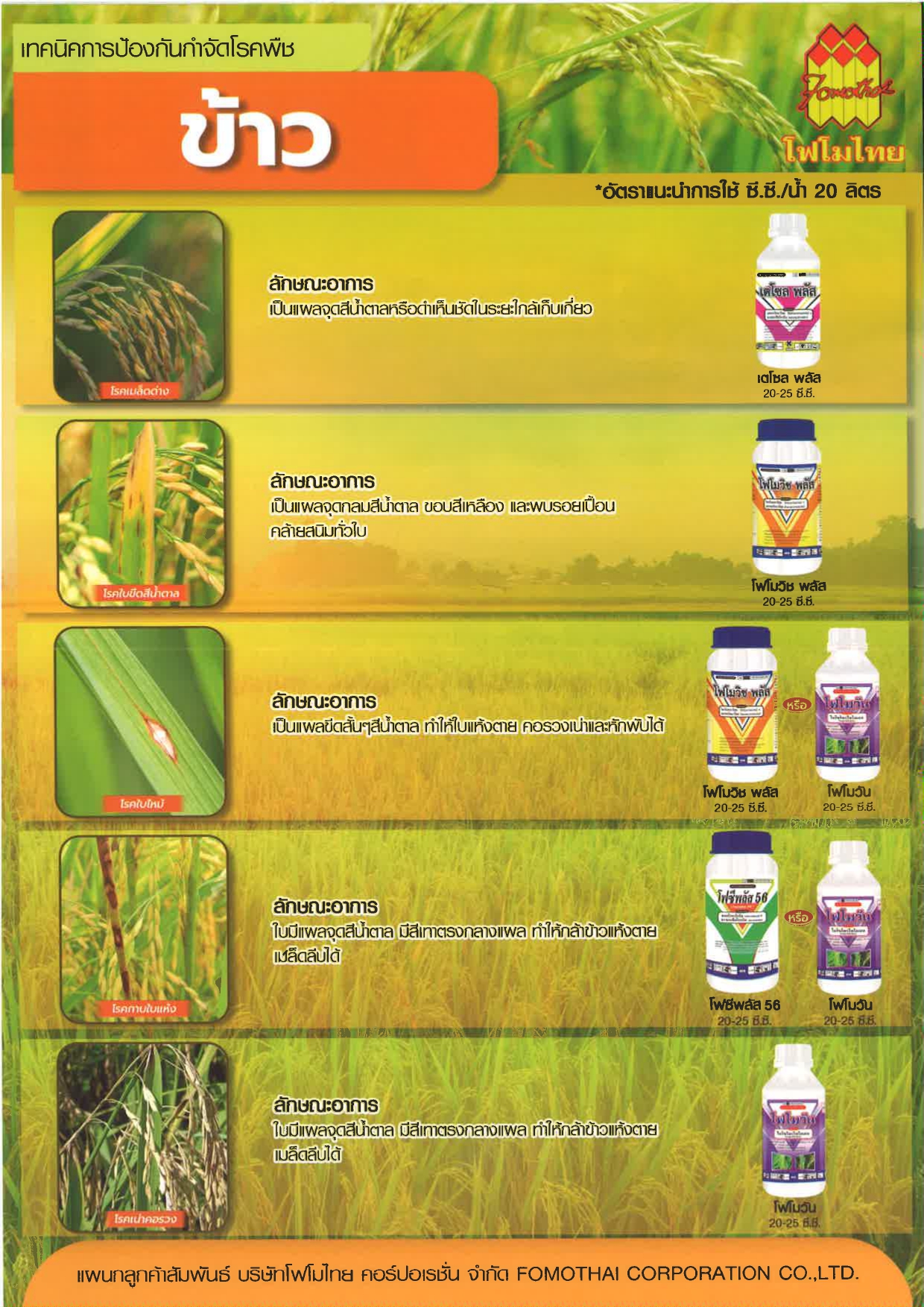 Success in the rice field: Techniques for growing high-yield rice ...